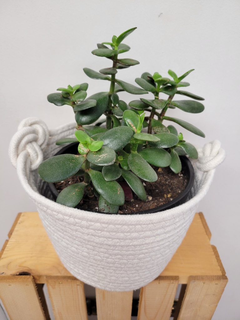 Jade Plant In A Basket - Calgary Local Florist
